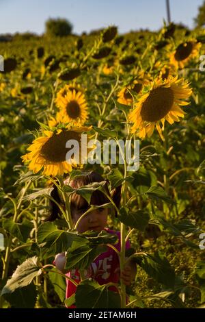 field of sunflowers behind in the evening Stock Photo - Alamy
