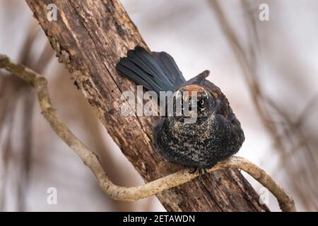 Rusty Blackbird in cold snow, Euphagus carolinus Stock Photo - Alamy