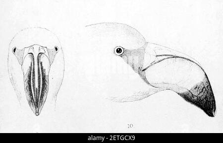 Phoenicoparrus andinus head 1869 Stock Photo - Alamy