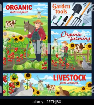 THE DONKEY CABBAGE Stock Photo - Alamy