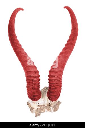 Springbok antlers isolated on a white background Stock Photo - Alamy