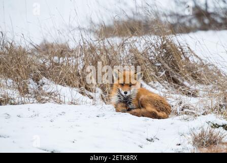 Urban red fox with scabies Stock Photo - Alamy