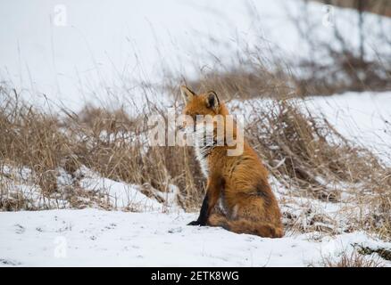 Urban red fox with scabies Stock Photo - Alamy