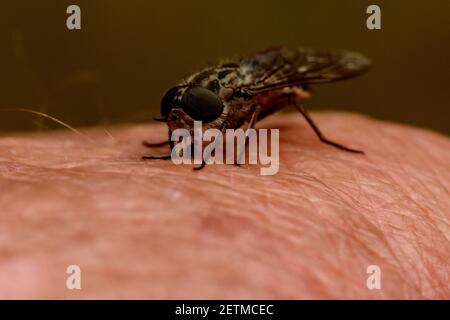 Female Horse or March Fly Drinking Human Blood Stock Photo - Alamy
