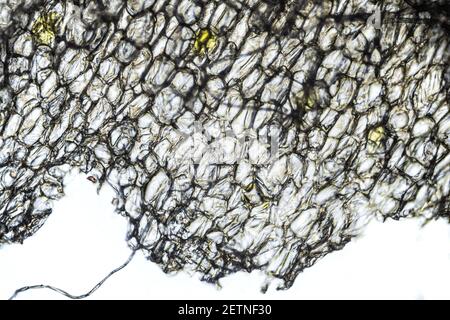 Ginger under the microscope Stock Photo - Alamy