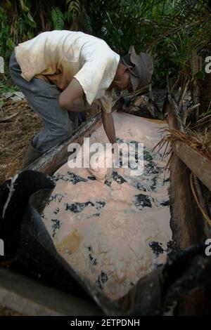 A man making sago on the side of Salawai river in Seram Island, Maluku ...