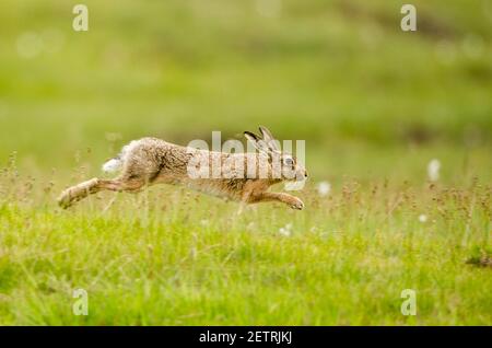 Hare running in pasture Stock Photo - Alamy