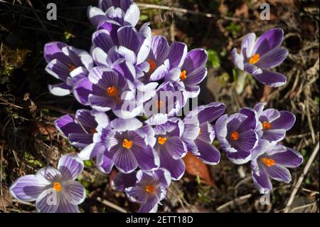 Crocus flower on the slopes of Mount Leinster, Kilbrannish South ...