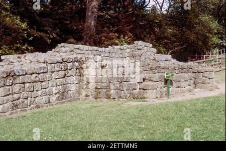 section of hadrians wall and brunton turret at low brunton Stock Photo ...