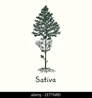 Sativa cannabis leaf isolated, outline simple doodle drawing, gravure ...