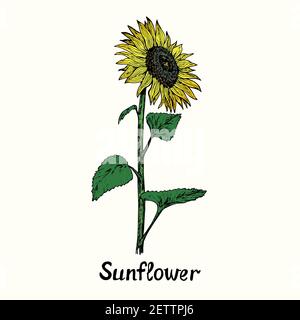 Sunflower on stem with leaves, side view, outline simple doodle drawing ...
