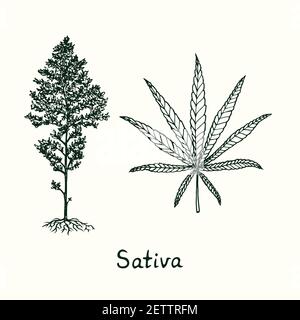 Sativa cannabis leaf isolated, outline simple doodle drawing, gravure ...