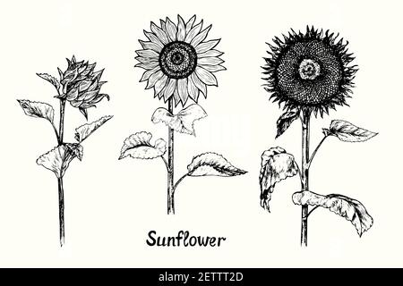 Ripe sunflower with seeds on stem with leaves, outline simple doodle ...