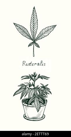 Sativa cannabis leaf isolated, outline simple doodle drawing, gravure ...