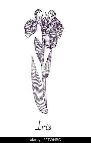 Iris flower, outline simple doodle drawing with inscription, gravure ...