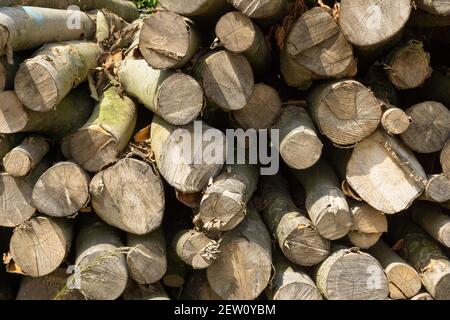 Rows of piled of logs , waiting to be processed, at a local rural ...