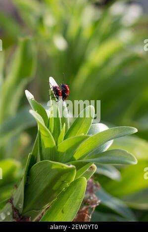 A closeup shot of a red Scarlet lily beetle on the blooming flower ...
