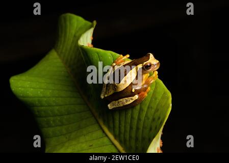 A Dendropsophus elegans frog, endemic to the Atlantic Rainforest of SE ...