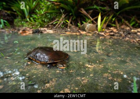 A Brazilian Snake-necked Turtle (Hydromedusa maximiliani) from ...