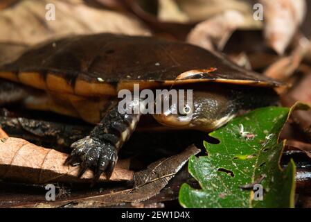 A Brazilian Snake-necked Turtle (Hydromedusa maximiliani) from ...