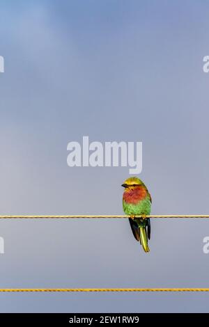 Kenya, Soysambu Conservation area, European Roller (Coracias garrulus ...