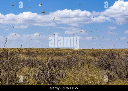 Desert Locust (Schistocerca gregaria) in flight Stock Photo - Alamy