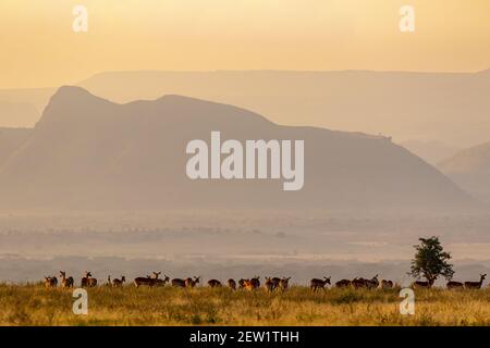 Kenya, Soysambu conservation area, impala (Aepyceros melampus), females ...
