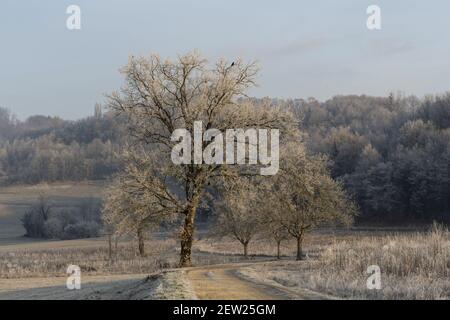 France, Haute Savoie, Albanais Rumilly, walnut trees in the Annecy ...