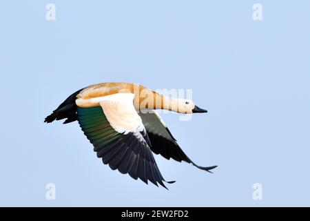 ruddy shelduck bird flying in the sky Stock Photo - Alamy