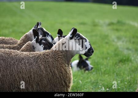 Scotch Mule Sheep, Marr Farm, Thornhill, Dumfries Stock Photo - Alamy