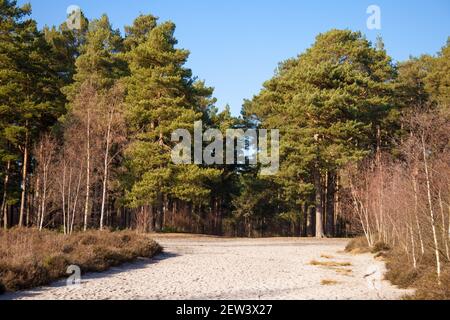 Wisley & Ockham Common Forest, Chatley Heath heathland in Surrey UK ...