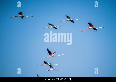 Flamingos flying in formation Stock Photo - Alamy