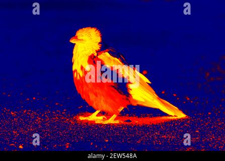The Crow infrared. Scanning the animal's body temperature with a ...