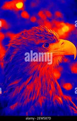 Portraits of sea eagle. Scanning the animal's body temperature with a ...