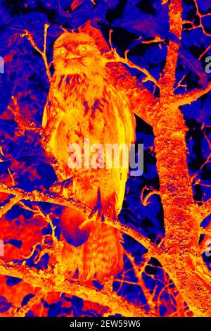 The Crow infrared. Scanning the animal's body temperature with a ...