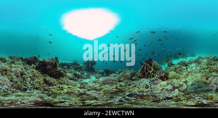 360° view of Coral reef and tropical fish - Alamy