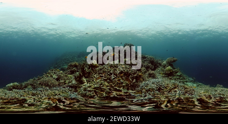 360° view of The underwater world of the Philippines - Alamy