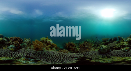 360° view of Underwater Colorful Tropical Fishes - Alamy