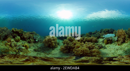 360° view of Tropical colourful underwater seascape - Alamy