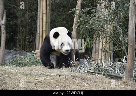 Male giant panda Hua Xin eats bamboo shoots at the Dujiangyan base of ...