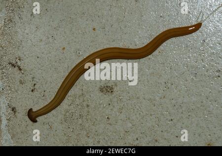 Shovel-headed Garden Worm, Shovel-headed Garden Flatworm, hammerhead ...