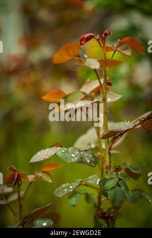 rainwater drops on a green bush leaf photography of rain and water ...