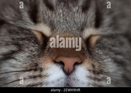 Close up of the face of a pedigree gray black cat Stock Photo - Alamy