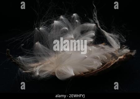 White fluffy seeds bursting from the pods of a cottonwood tree Stock ...