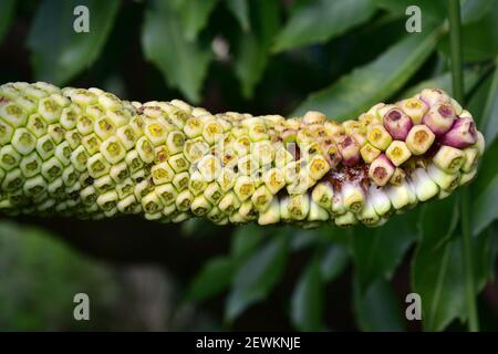 Cabbage Tree Fruits-Cussonia spicata-Family Araliaceae Stock Photo - Alamy