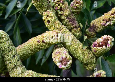 Cabbage Tree Fruits-Cussonia spicata-Family Araliaceae Stock Photo - Alamy