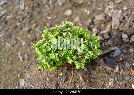 Petty spurge Euphorbia peplus Euphorbiaceae as a weed in a garden ...