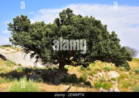 holm oak, evergreen oak (Quercus ilex), evergreen oak, Greece ...