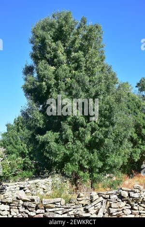 Fraxinus angustifolia, the narrow-leaved ash. Isolated on white Stock ...