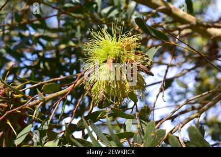 Bald Island Marlock (Eucalyptus conferruminata), fruit clusters or gum ...